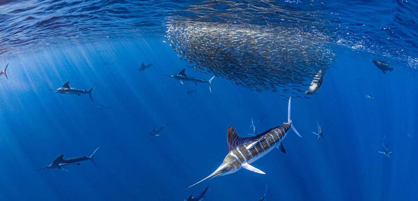 The Cortez Club - World Class Diving