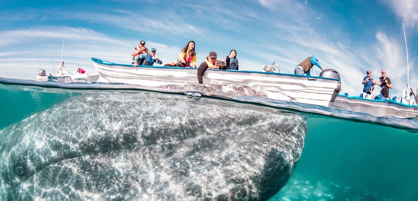 The Cortez Club - World Class Diving